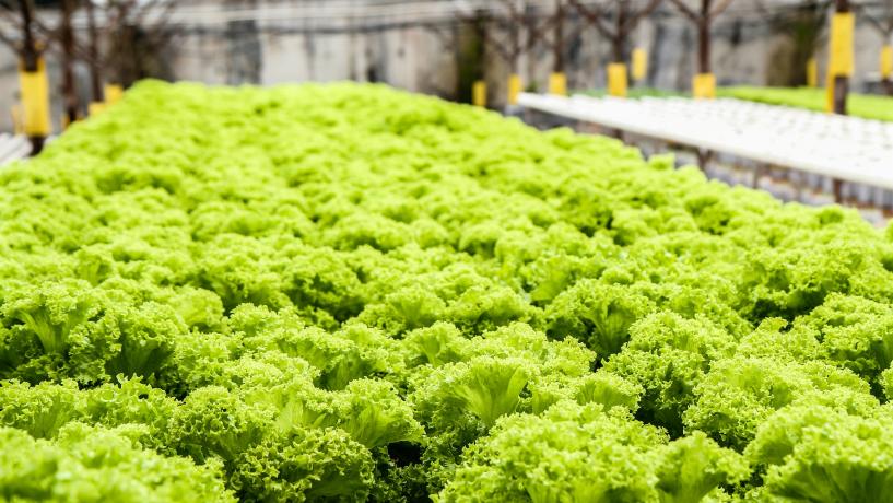Can Alternative Growing Methods Reduce E. Coli Risk?